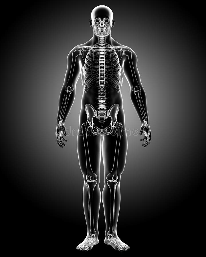 Xray, X-ray of the Human Body Man and Woman. Stock Illustration ...