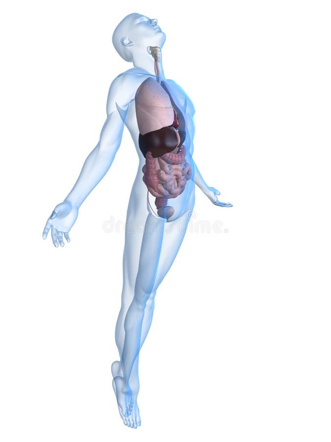 Male body rising stock illustration. Illustration of rise - 15435042