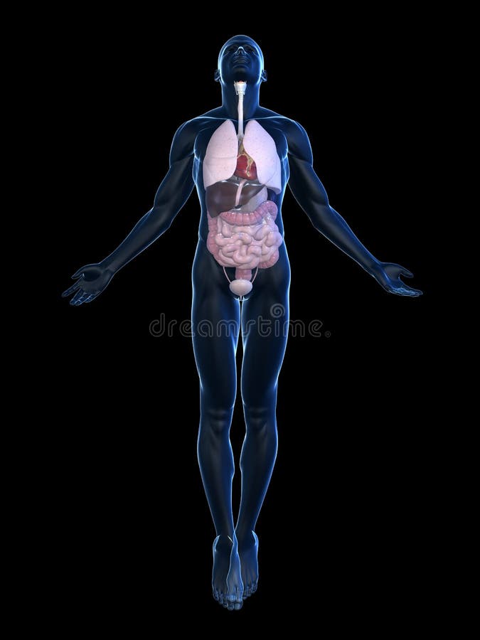 Male body rising stock illustration. Illustration of body - 15435058