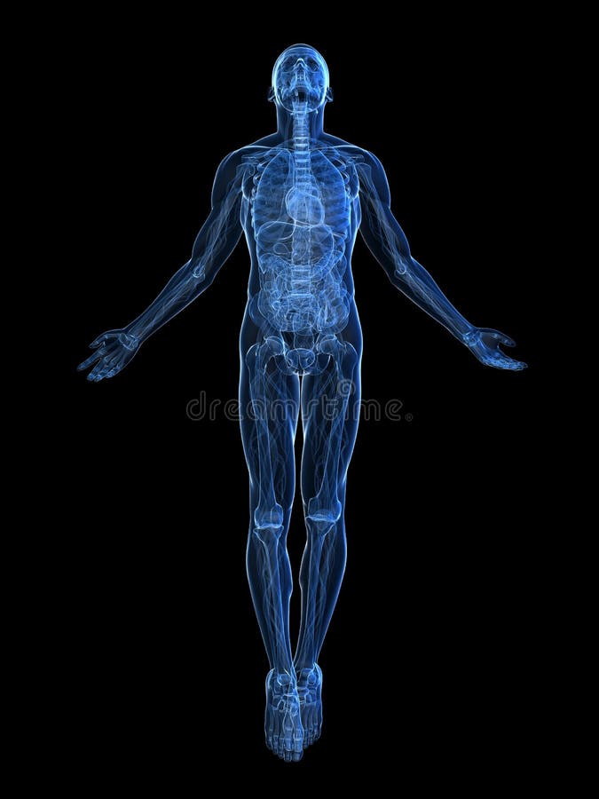 Male body rising stock illustration. Illustration of spleen - 15435076