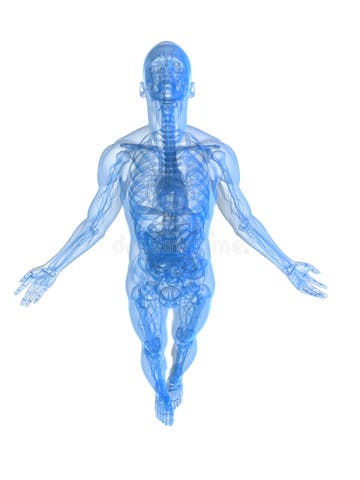 Body Male Rise Stock Illustrations – 211 Body Male Rise Stock ...