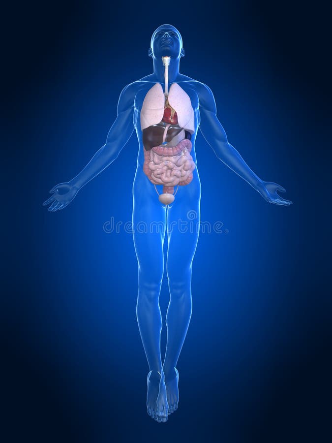 Male body rising stock illustration. Illustration of intestine - 15436181