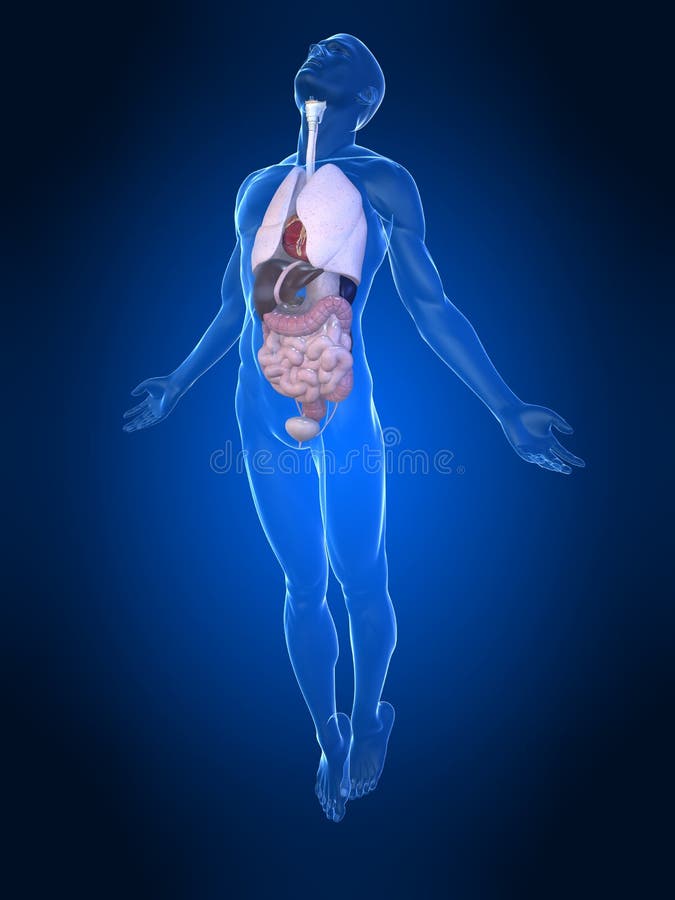 Male body rising stock illustration. Illustration of science - 15436188