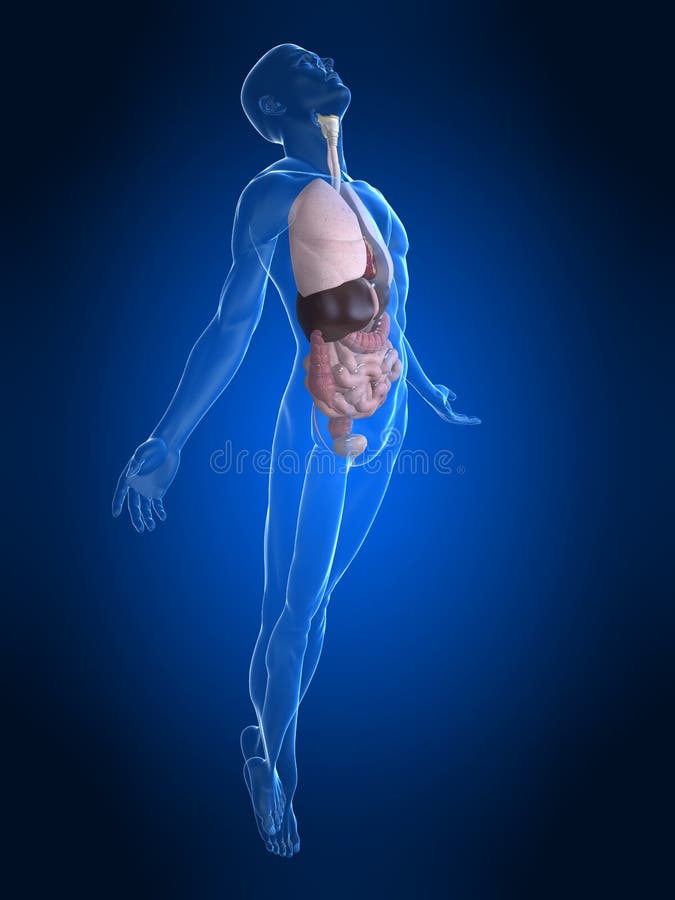Male body rising stock illustration. Illustration of biology - 15436194