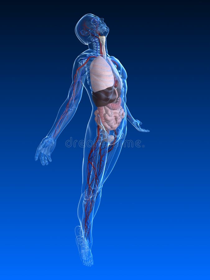 Male body rising stock illustration. Illustration of liver - 15436205