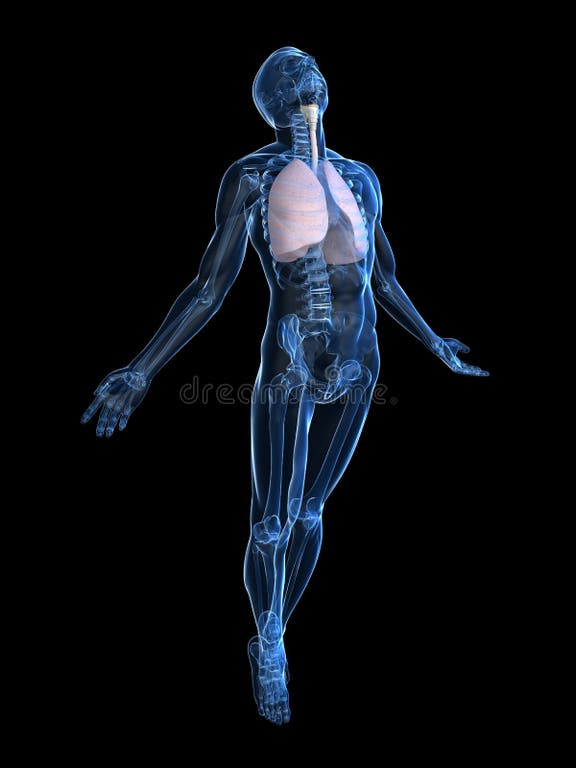 Male body rising stock illustration. Illustration of heart - 15436239