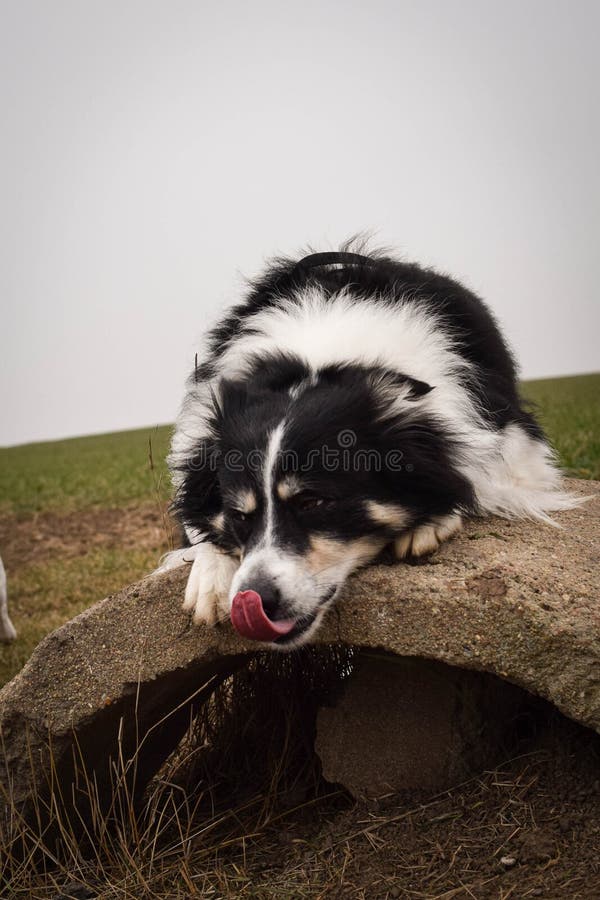 Male of Border Collie is Prowling on Flying Clay from Handler. Stock ...