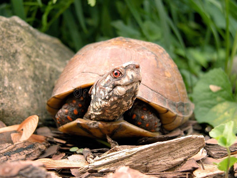 Male Box Turtle with Head Turned Stock Image - Image of movable ...