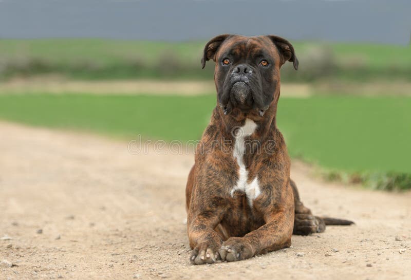 Male boxer dog stock image. Image of cute, life, male - 36423517