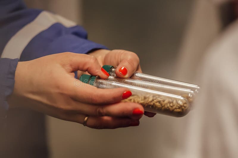 Male Brewery Worker Hands Holding Malt Samples in Test Tubes Stock ...