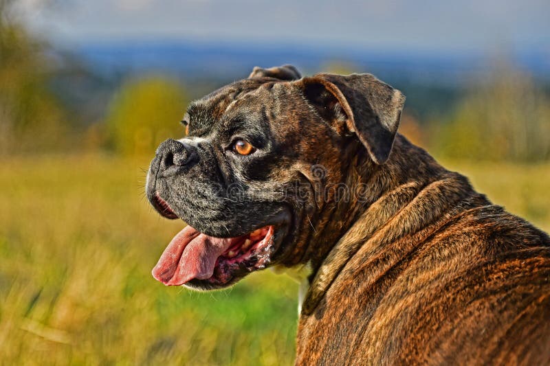 Male Brindle Boxer Basking in the Sun HDR Stock Photo - Image of ears ...