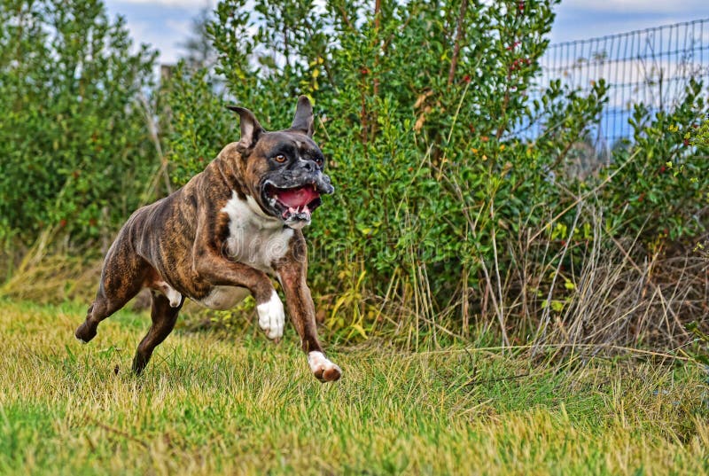 Male Brindle Boxer Leaps in Front of the Camera HDR Stock Image - Image ...