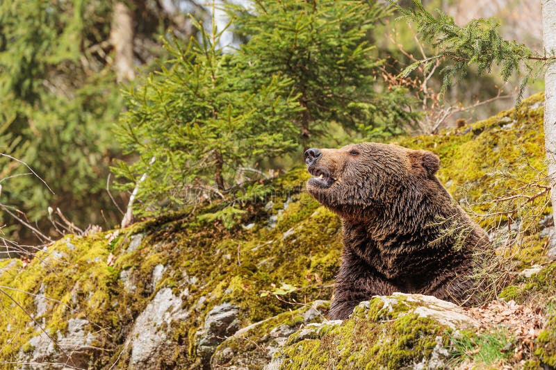 Male Brown Bear (Ursus Arctos) is Behind the Rock Stock Photo - Image ...