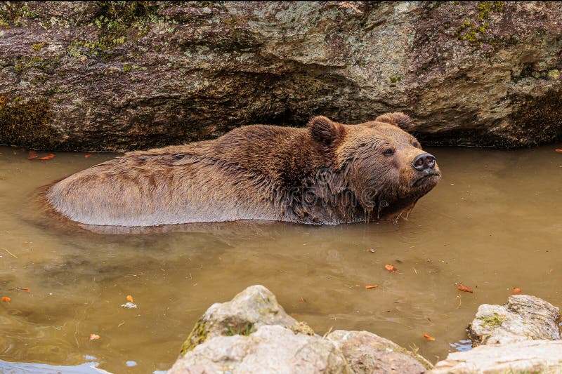 Male Brown Bear (Ursus Arctos) Screaming in the Distance Stock Photo ...