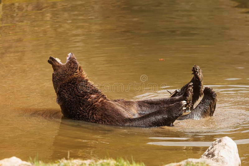 Male Brown Bear (Ursus Arctos)pooping in the Water Stock Photo - Image ...