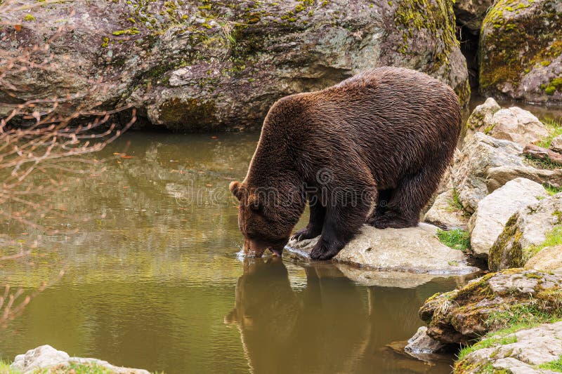 Male Brown Bear (Ursus Arctos) Started Drinking Stock Photo - Image of ...