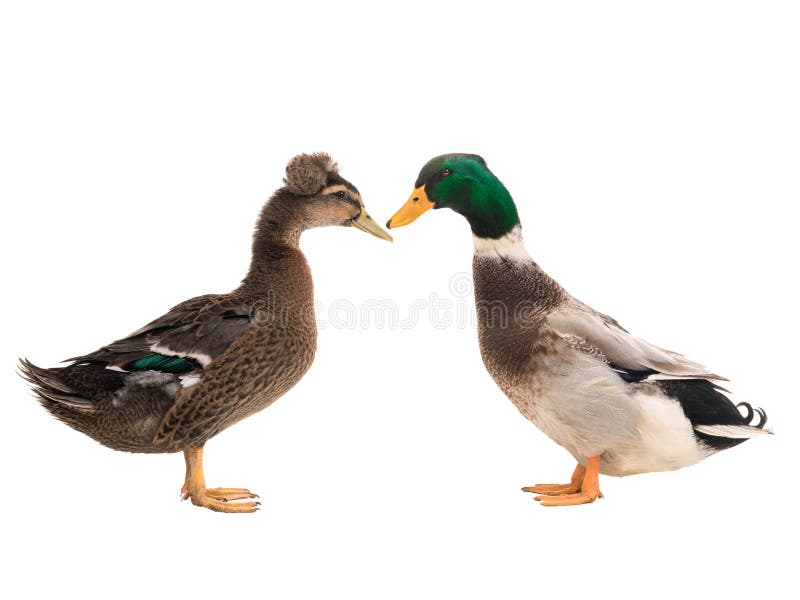 Male Brown Duck and Female Duck Isolated Stock Photo - Image of color ...