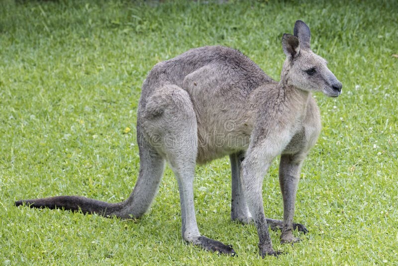 Eastern Grey Kangaroo stock image. Image of australia - 206971715