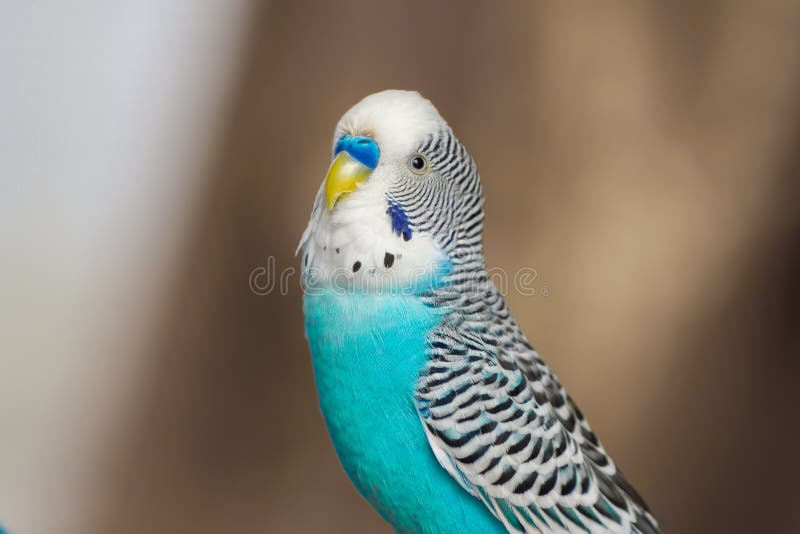 Male Budgie in Turquoise Sitting Stock Image - Image of bird, looking ...
