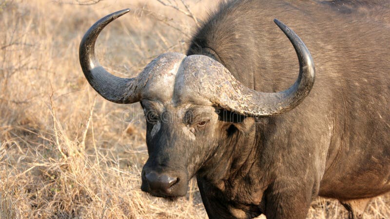 Male Buffalo Close-up stock photo. Image of long, reserve - 10474124