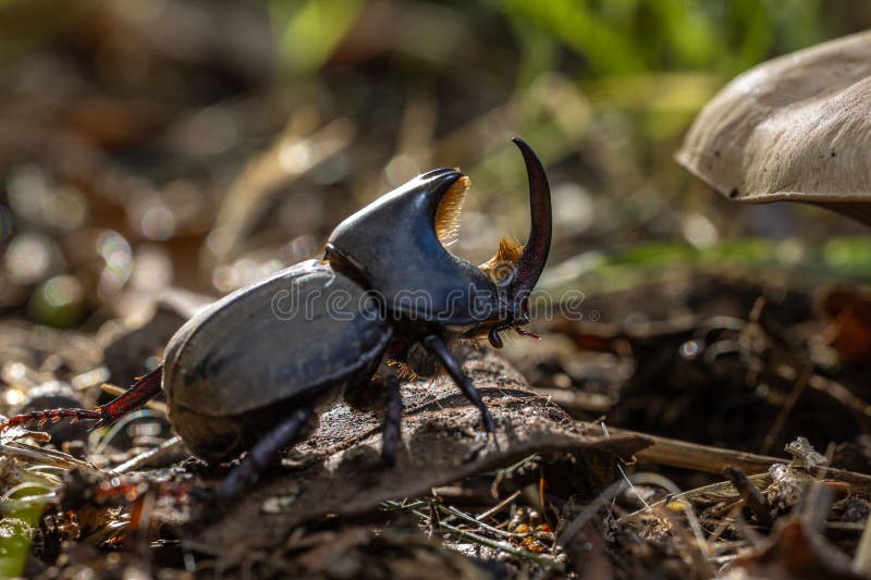 Male Bull Beetle (Diloboderus Abderus) Characteristic of Argentina ...