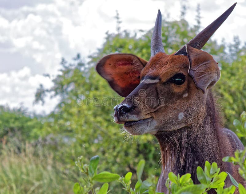 Male Bush Buck stock image. Image of wildlife, horns - 53447193