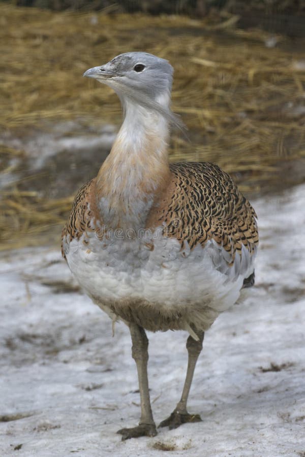Male Bustard Walking on Snow Winter Stock Photo - Image of hungary ...