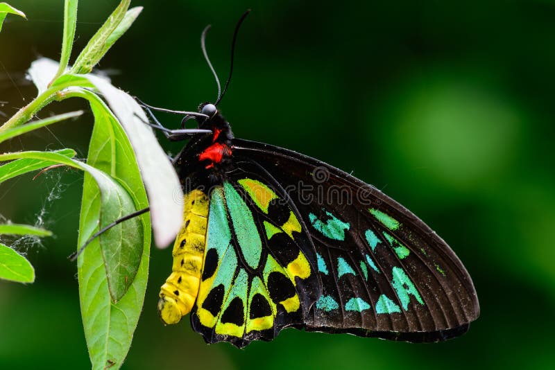 Male Cairns Birdwing Butterfly Stock Photo - Image of organism ...