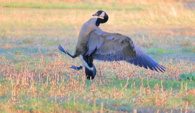 Aggressive Canada Goose Honking and Chasing Around Other Canada Stock ...
