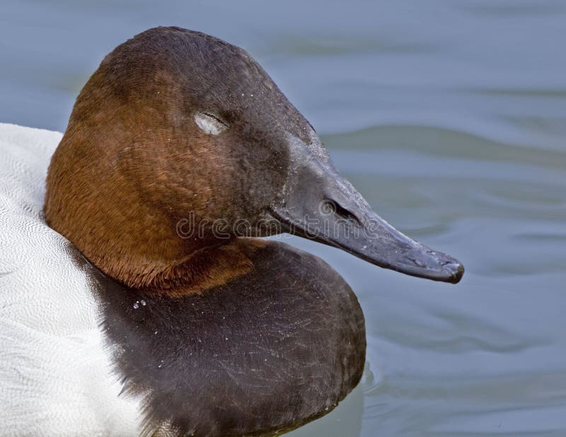 Male Canvasback, Aythya Valisineria Portrait Stock Photo - Image of ...