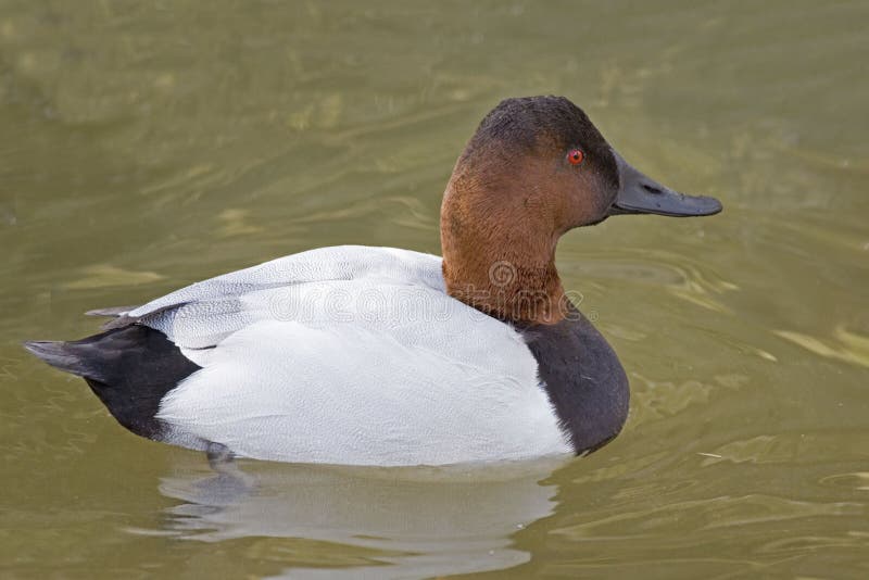 Male Canvasback, Aythya Valisineria Swimming Stock Image - Image of ...