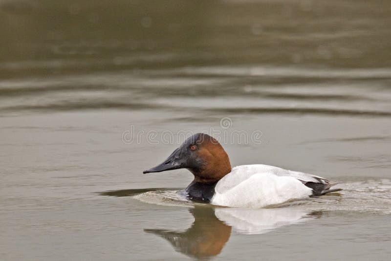 Male Canvasback, Aythya Valisineria on the Water Stock Photo - Image of ...
