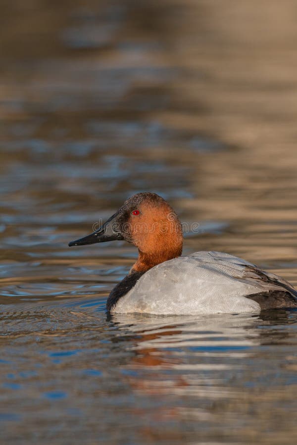 Male Canvasback stock photo. Image of drake, canvasback - 36648360
