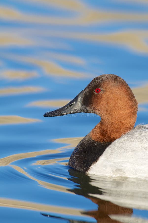 Male Canvasback Portrait stock image. Image of nature - 36821107