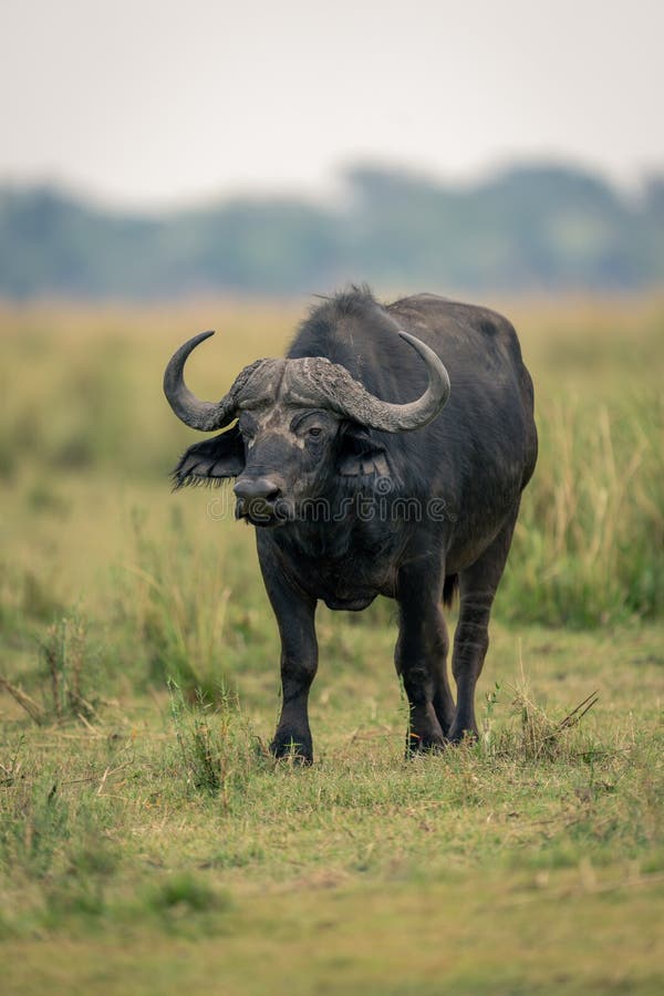 Cape Buffalo Stands Carrying Two Yellow-billed Oxpeckers Stock Image ...