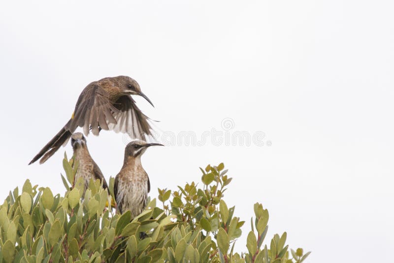 Male Cape Sugarbirds in Flight. Stock Photo - Image of pollinator ...
