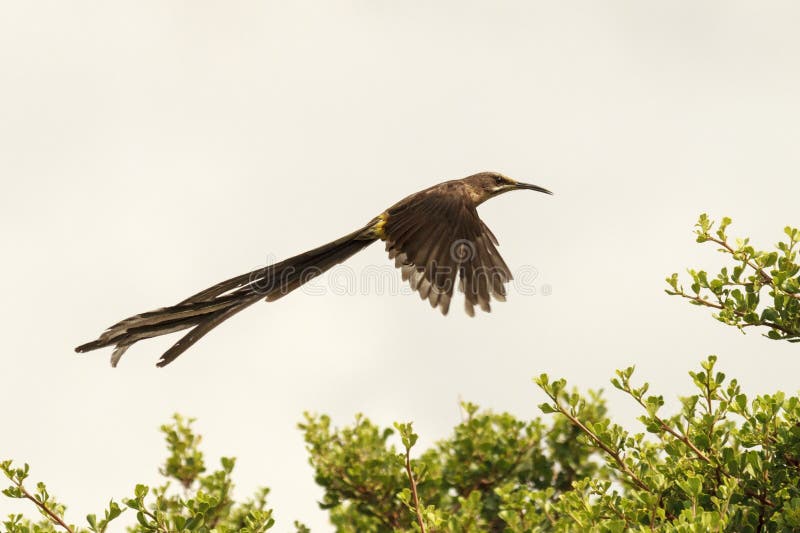 Male Cape Sugarbirds in Flight. Stock Photo - Image of pollinator ...