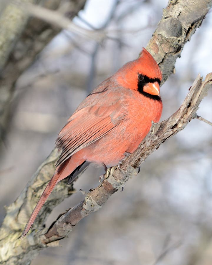 Male Cardinal stock photo. Image of songbird, nature - 30668238