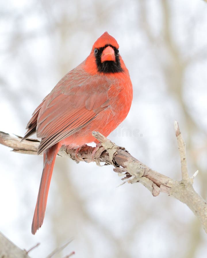 Male cardinal stock image. Image of parks, birdwatching - 17965739