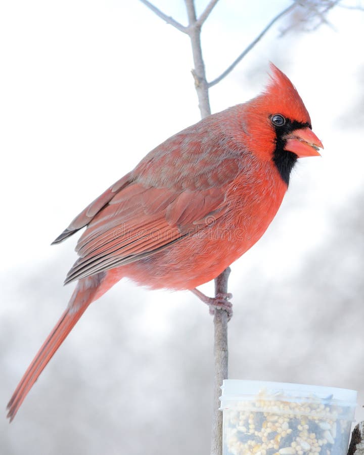 Cardinal 1 stock image. Image of food, parks, wildlife - 112945