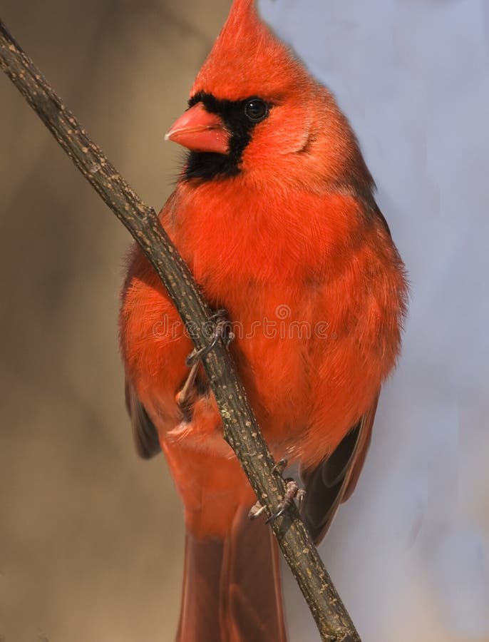 Male Cardinal stock photo. Image of carolina, card, feathers - 2480126