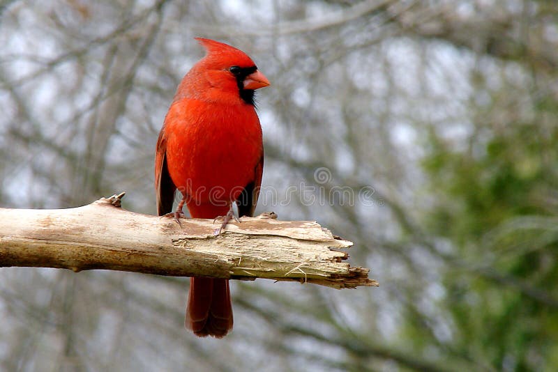 Male Cardinal stock photo. Image of spring, york, bird - 23765382