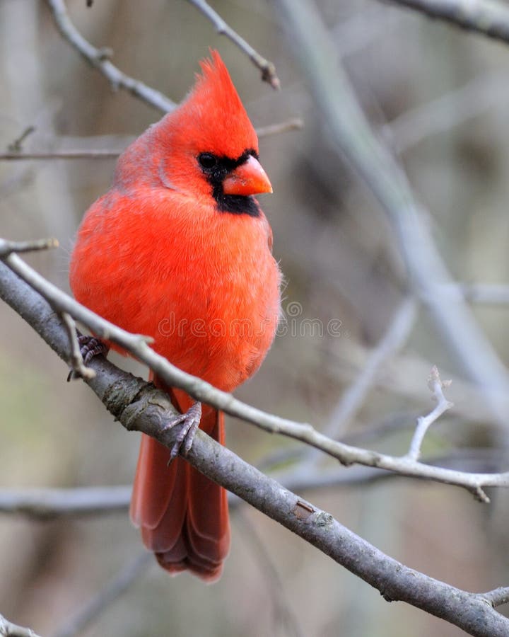 Male Cardinal stock photo. Image of bird, animal, redbird - 27935724