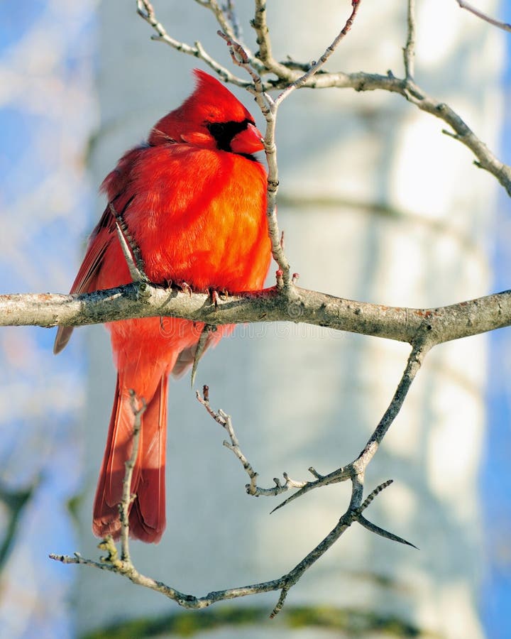 Male Cardinal stock photo. Image of songbird, nature - 28998136