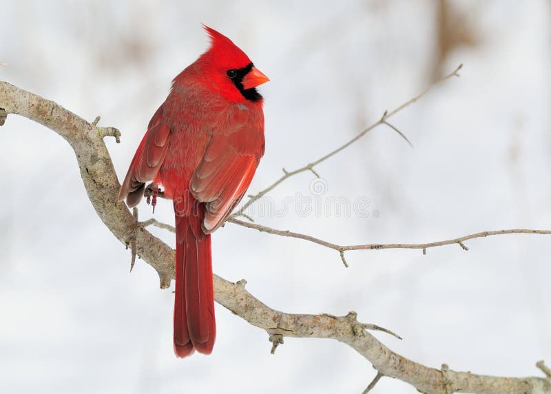 Male Cardinal stock image. Image of animal, redbird, nature - 29328613