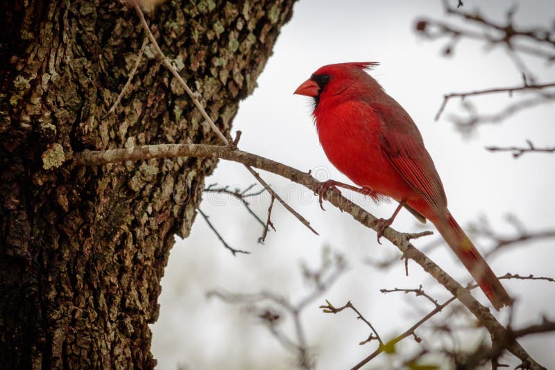 Male Cardinal Bird on a Limb Stock Image - Image of beautiful, cardinal ...