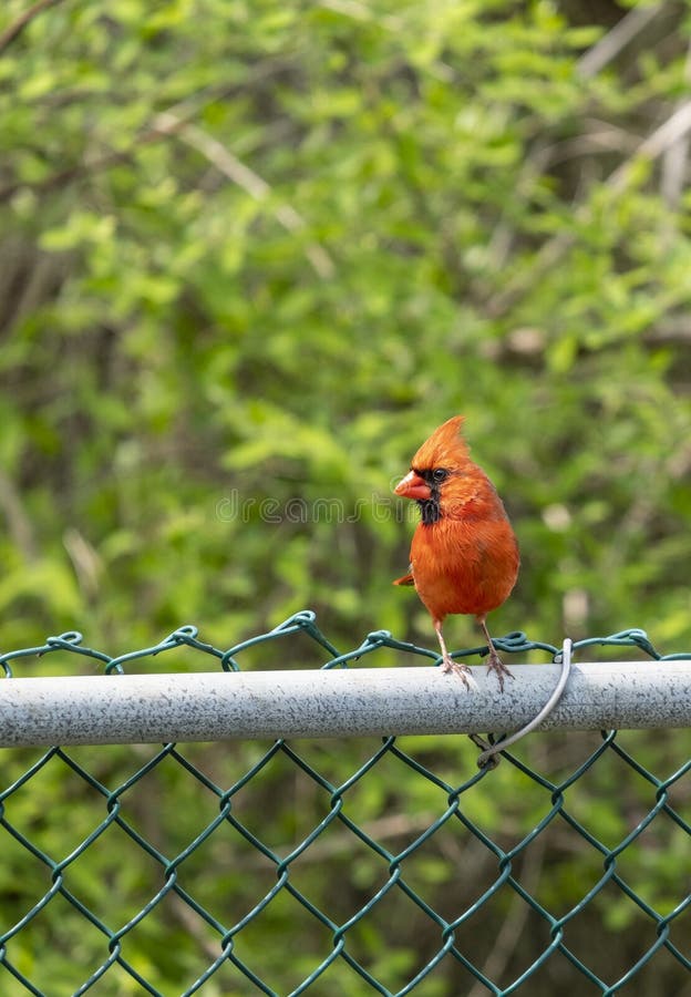 A Male Cardinal Bird Perched on a Chain Link Fence #1 Stock Image ...