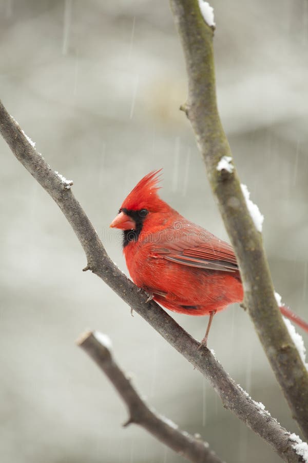 Snow Bird stock image. Image of bright, season, cold, environment - 4110253