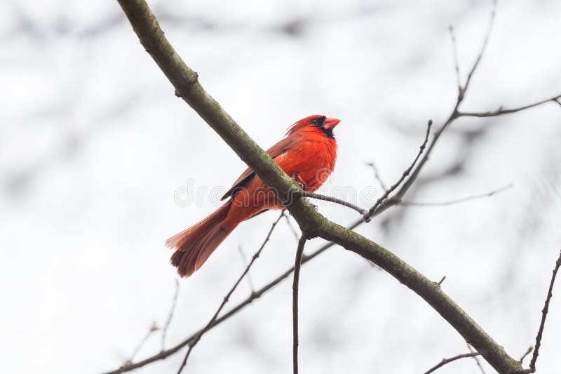 Male Cardinal Bird on the Tree Branch Stock Image - Image of cardinal ...
