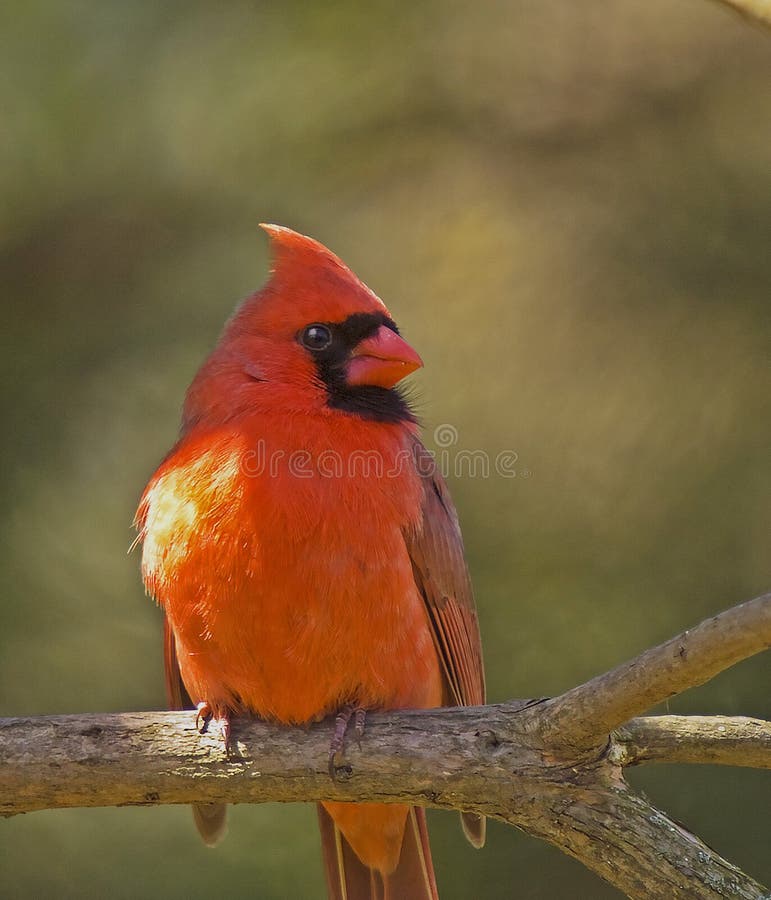 Male Cardinal on Branch stock photo. Image of bright - 90383752